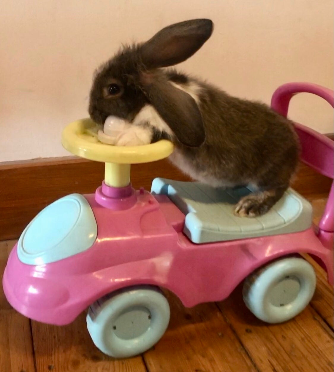 Bunnyworld 💖 – Rabbit Retail