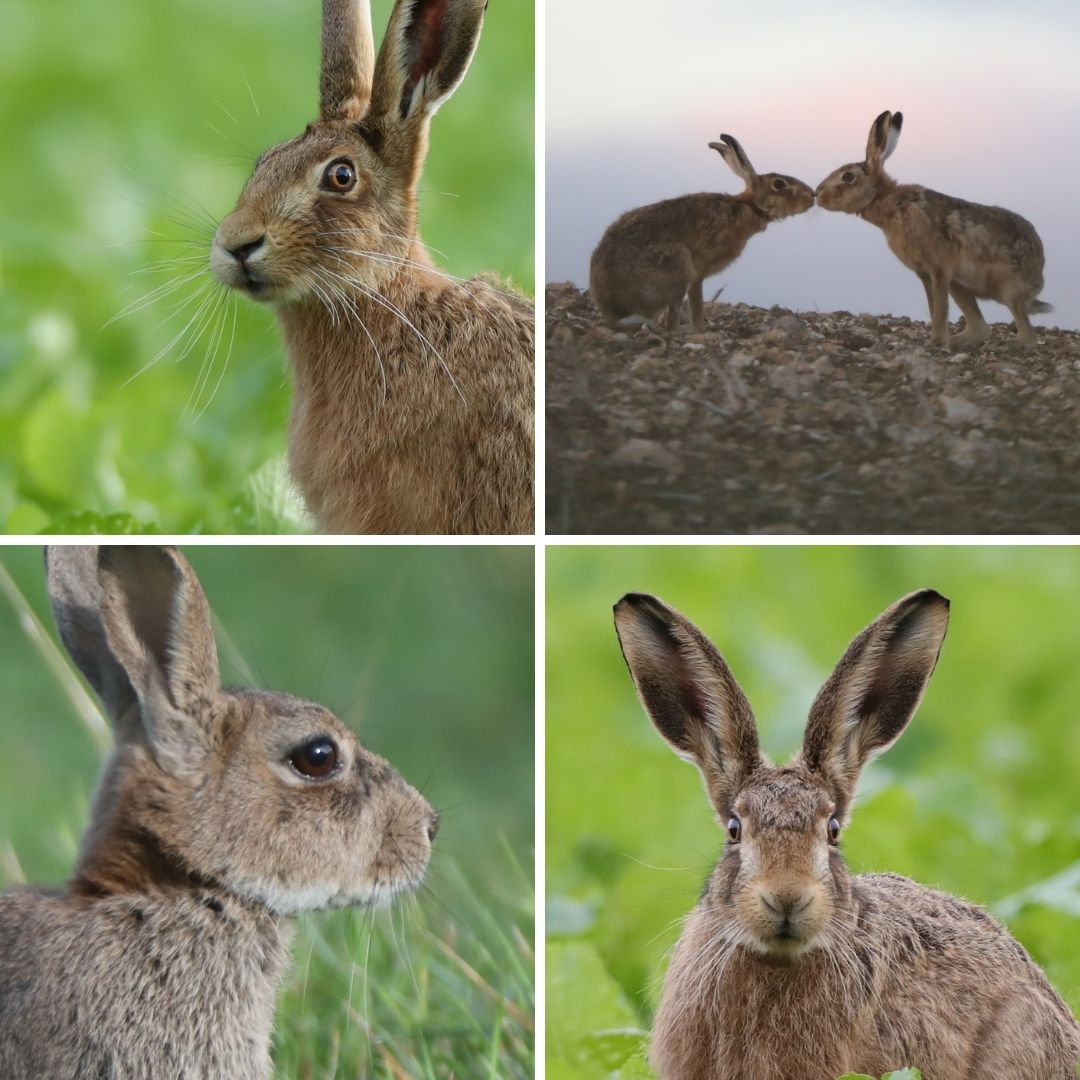 Mark Fisher – Rabbit Retail