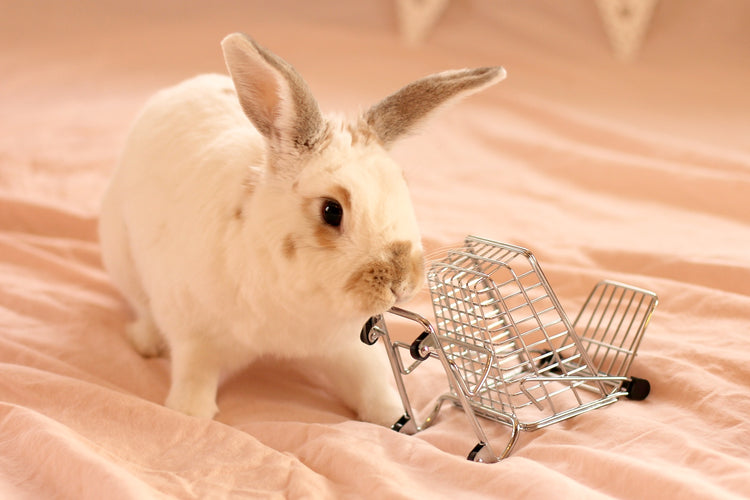 Rabbit Retail | The one hop shop for you and your bunny