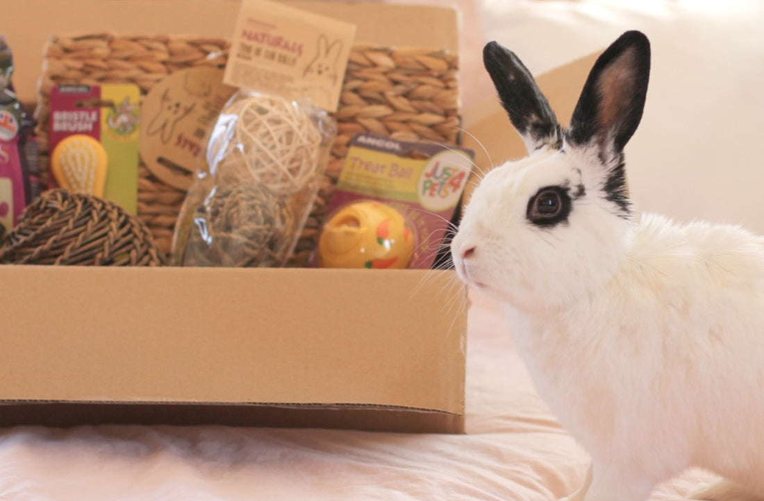 Rabbit Retail | The one hop shop for you and your bunny