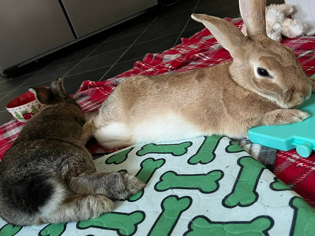 Snugglesafe Cool Pod – Rabbit Retail